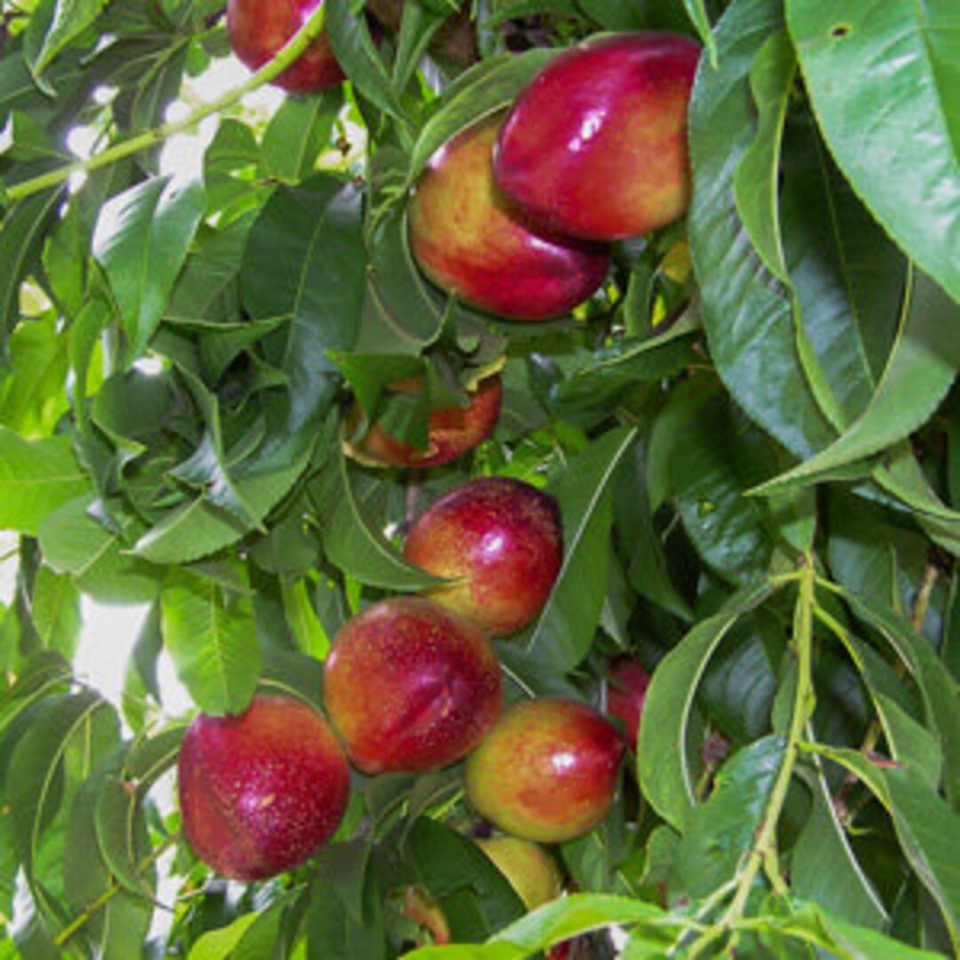 Free Shipping - Snow Queen Nectarine - 4ft Tall - 1/2 Inch Trunk With ...