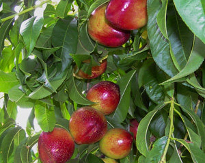 Red Gold Nectarine Tree, 4 Unrooted Cuttings 7-8 Inches - Etsy