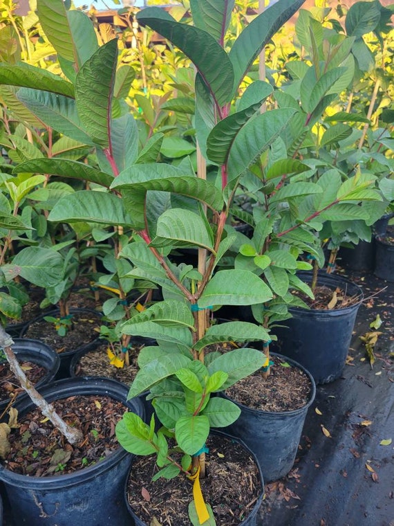 Thai white kilo guava psidium guajava Free shipping - 3ft tall Outdoor ...