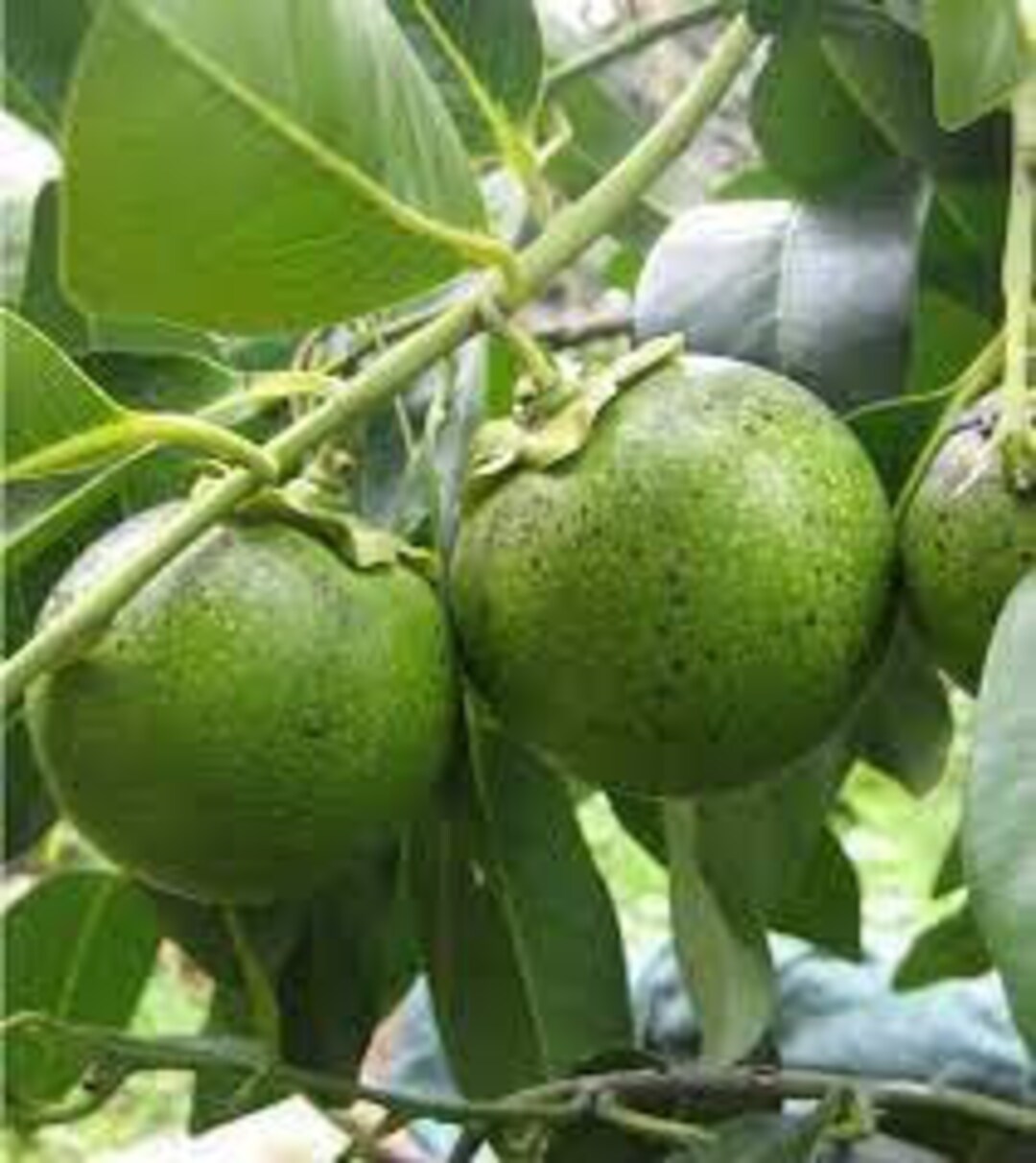 Grafted Black Sapote Tree - 3ft Tall Ship in 3 Gallon Pot - Etsy