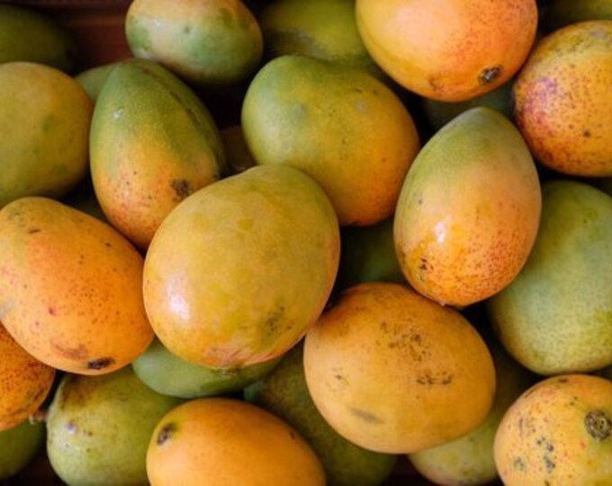 Free Shipping - Grafted Pickering Mango Tree - 3 to 4ft Tall Ship in ...