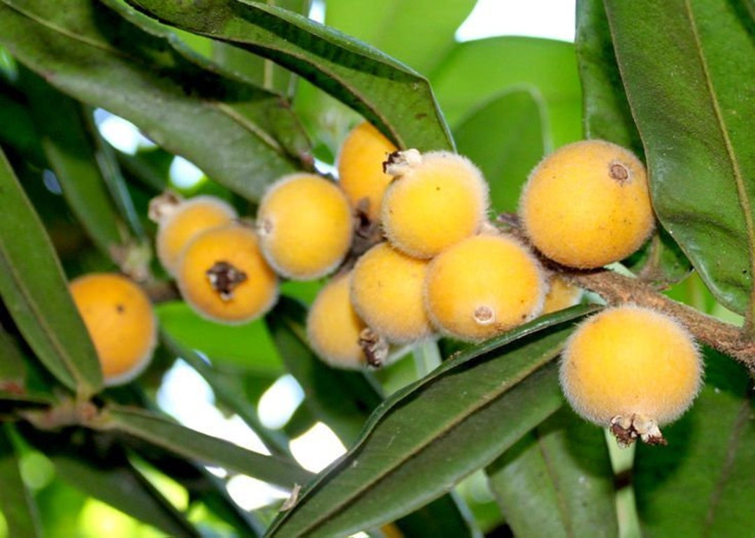 Free Shipping - Yellow Jaboticaba Tree 3ft Tall in 3 Gallon Pot - Etsy