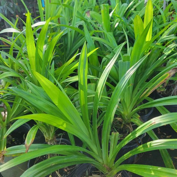 Pandan - Etsy