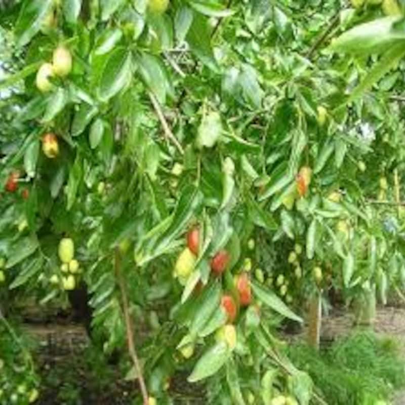 Jujube Ga 866 Tree - Etsy