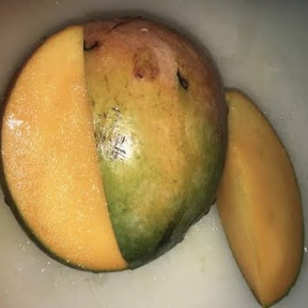 Dwarf Mango Tree - Etsy