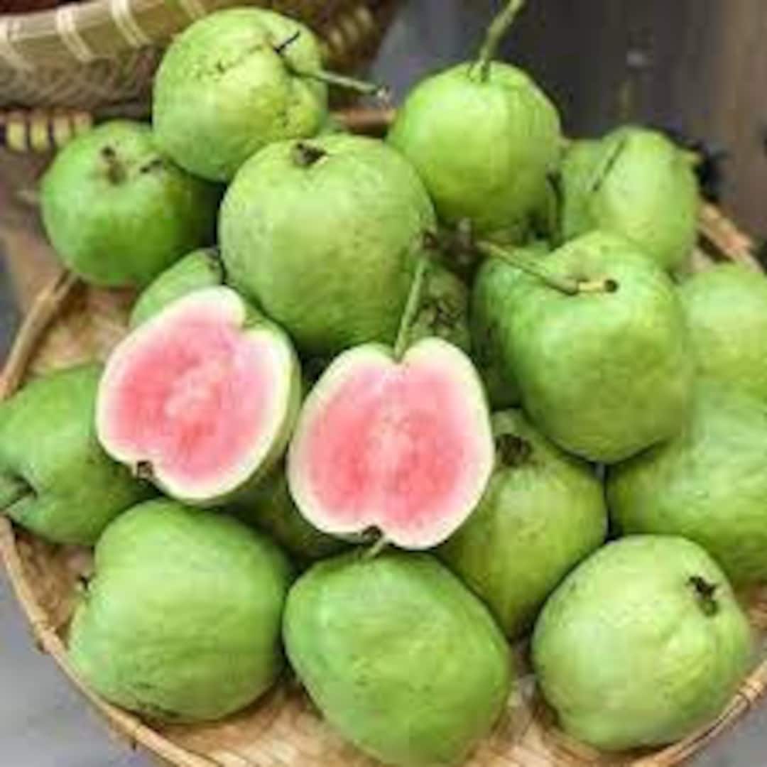 Free Shipping Airlayered Taiwan Ruby Seedless Guava - 2ft Tall Ship in ...