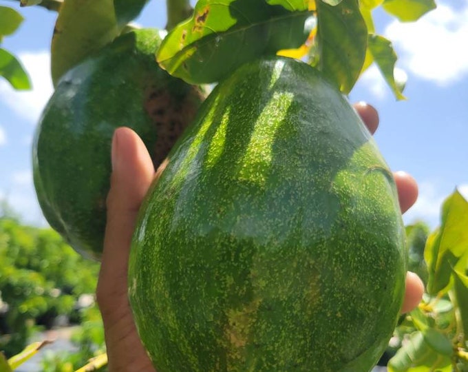 Free Shipping - Grafted Simmonds Avocado Tree - LIVE PLANT - 1 Ft Tall ...