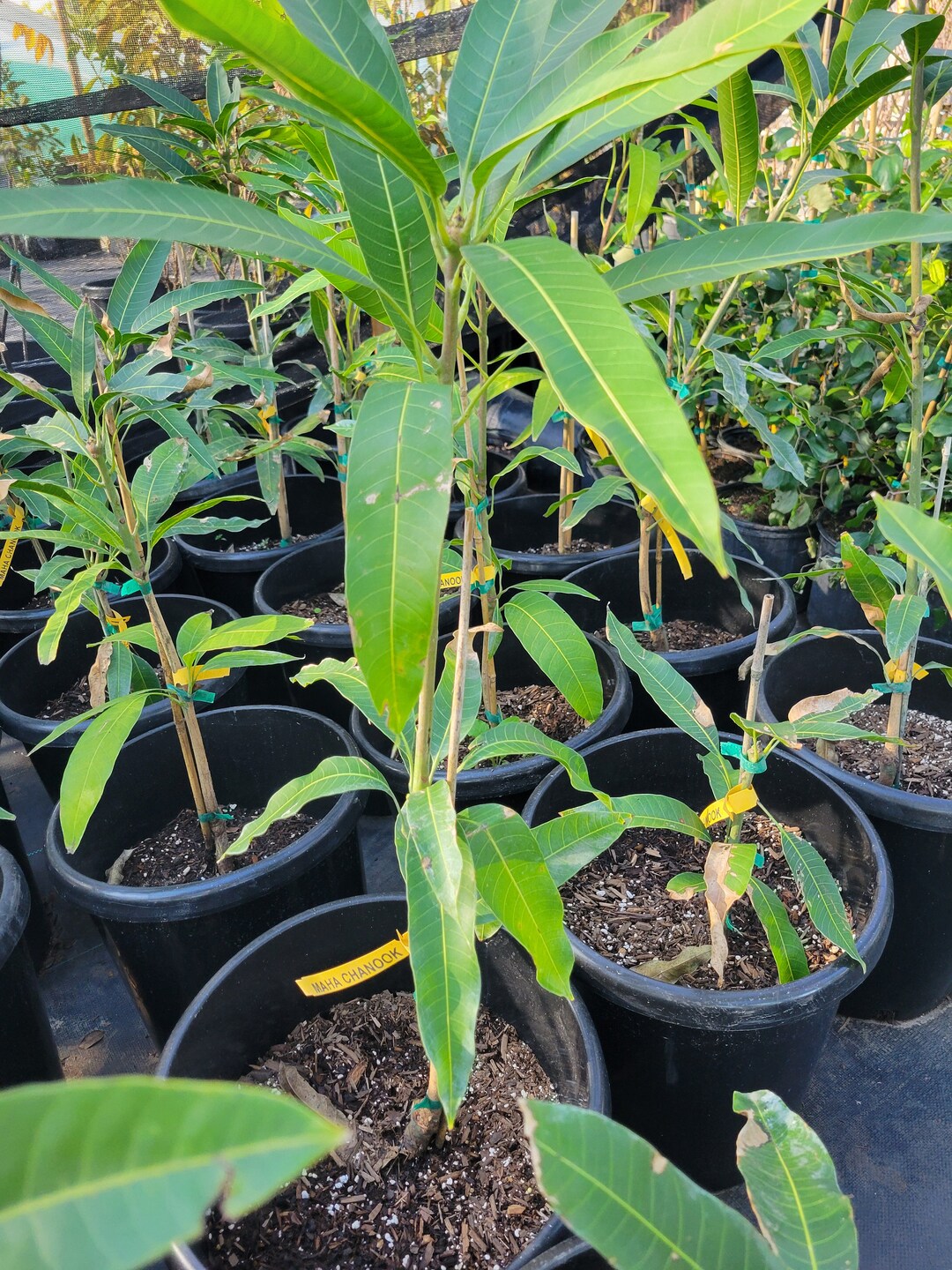 Free Shipping Grafted Sugarloaf Mango Tree 1 to 2ft Tall Ship in 3 ...