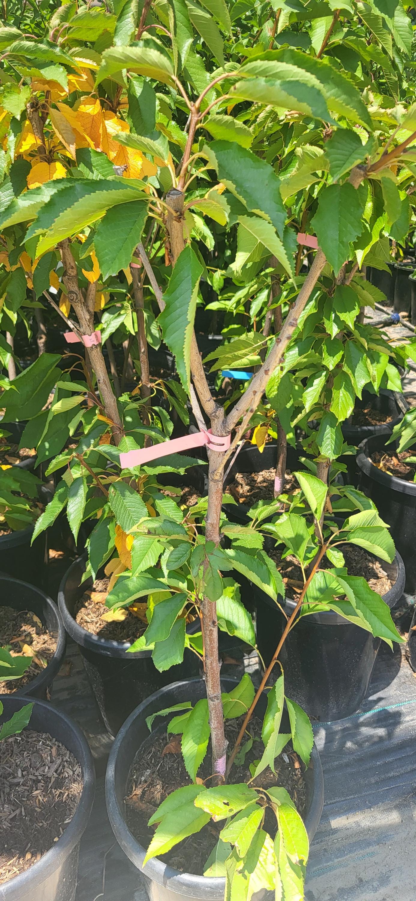 Free Shipping - Minnie Royal Cherry Tree 4ft Tall Ship in 3 Gallon Pot ...