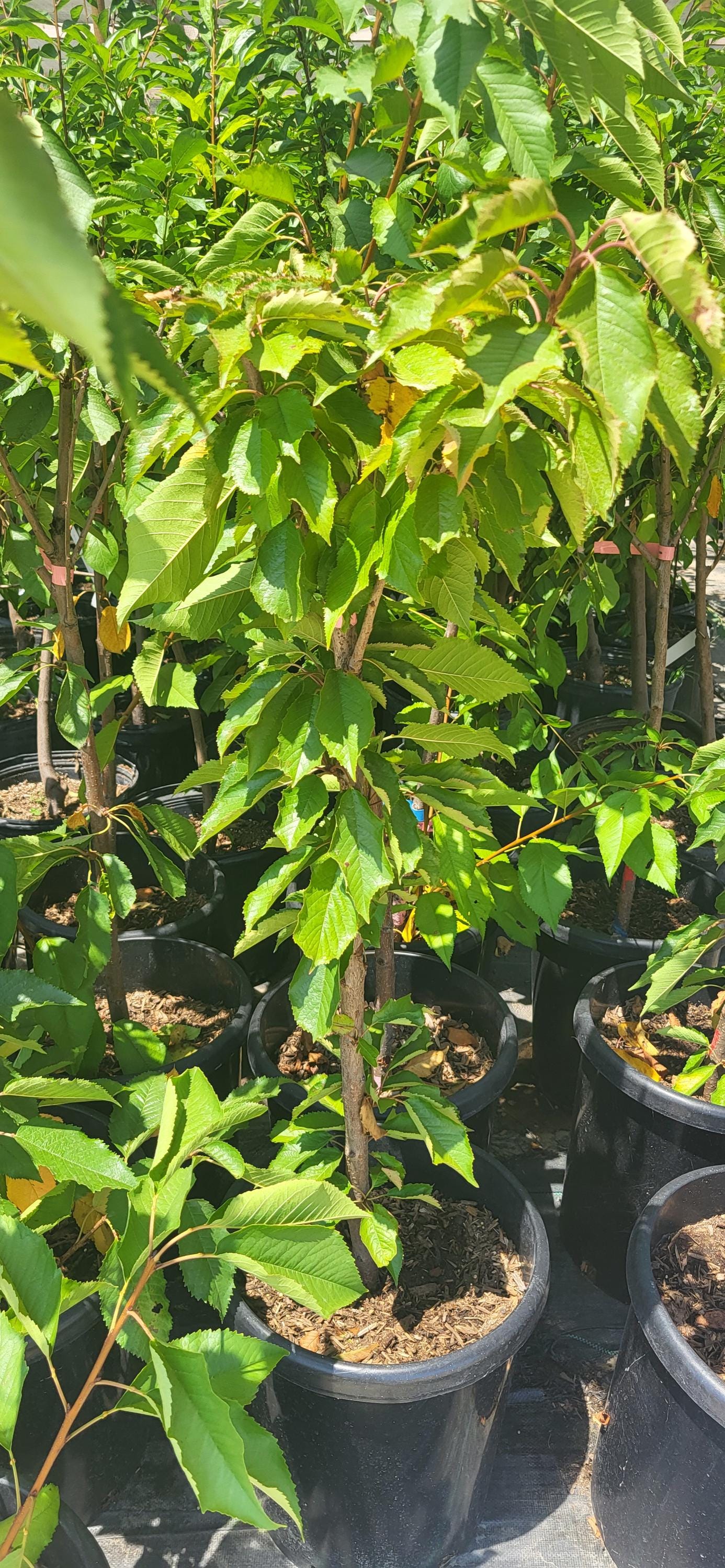 Free Shipping - Minnie Royal Cherry Tree 4ft Tall Ship in 3 Gallon Pot ...
