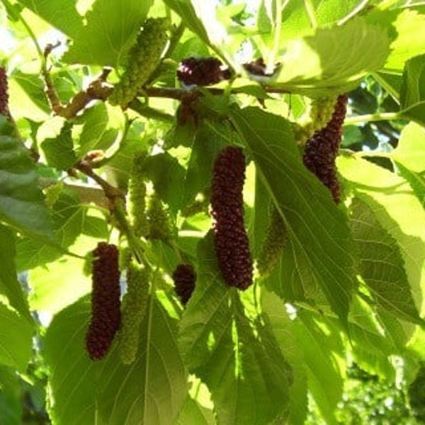 Pakistani Mulberry Tree - Etsy