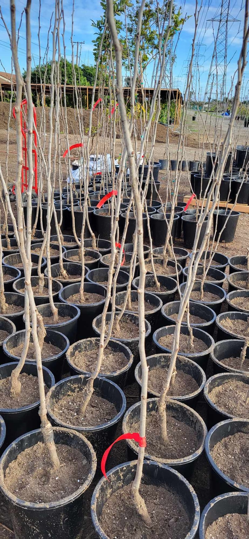 Free Shipping Jujube GA 866 LIVE PLANT 3 to 4ft Tall 3/8 Inch Trunk ...