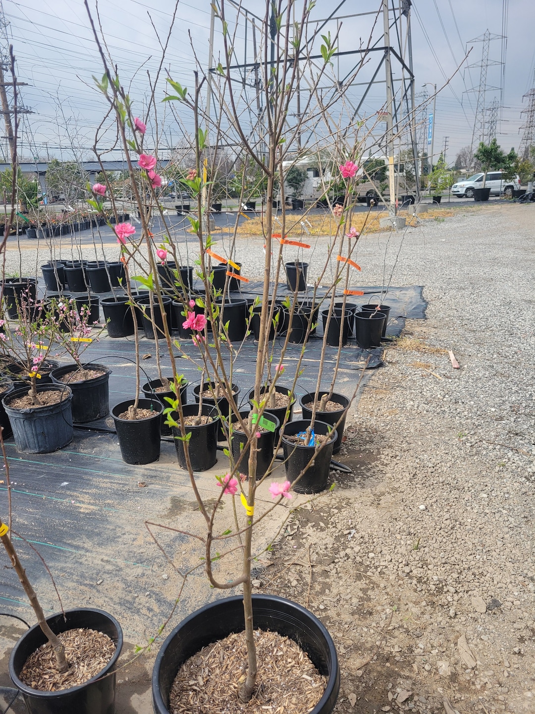 Free Shipping - Early Red Flowering Peach Tree 4ft Tall Ship in 3 ...