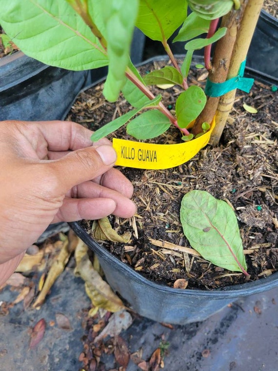 Thai white kilo guava psidium guajava Free shipping - 3ft tall Outdoor ...