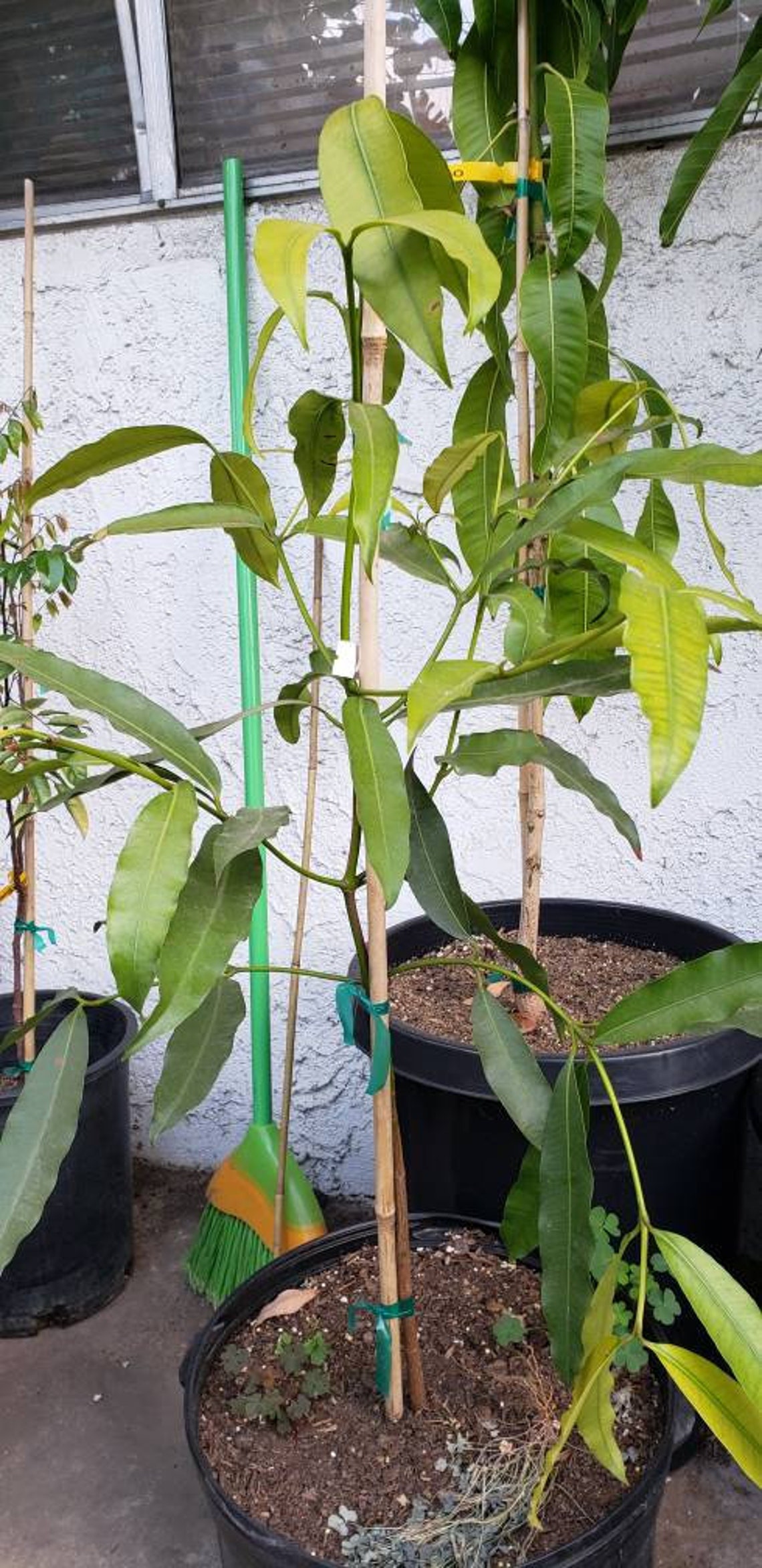 Free shipping achacha fruit tree LIVE PLANT 2 to 3ft tall | Etsy