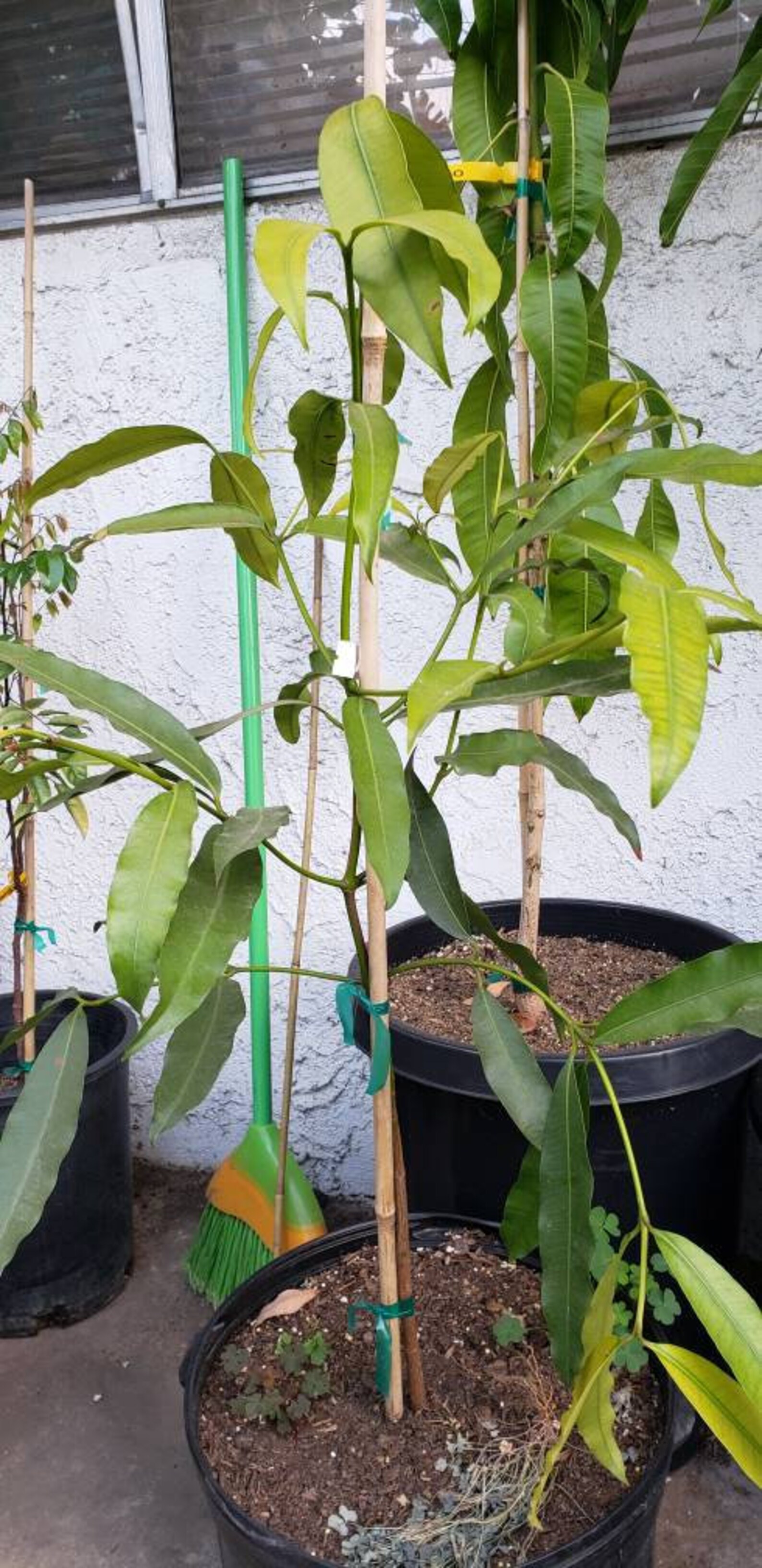 Free shipping achacha fruit tree LIVE PLANT 2 to 3ft tall | Etsy