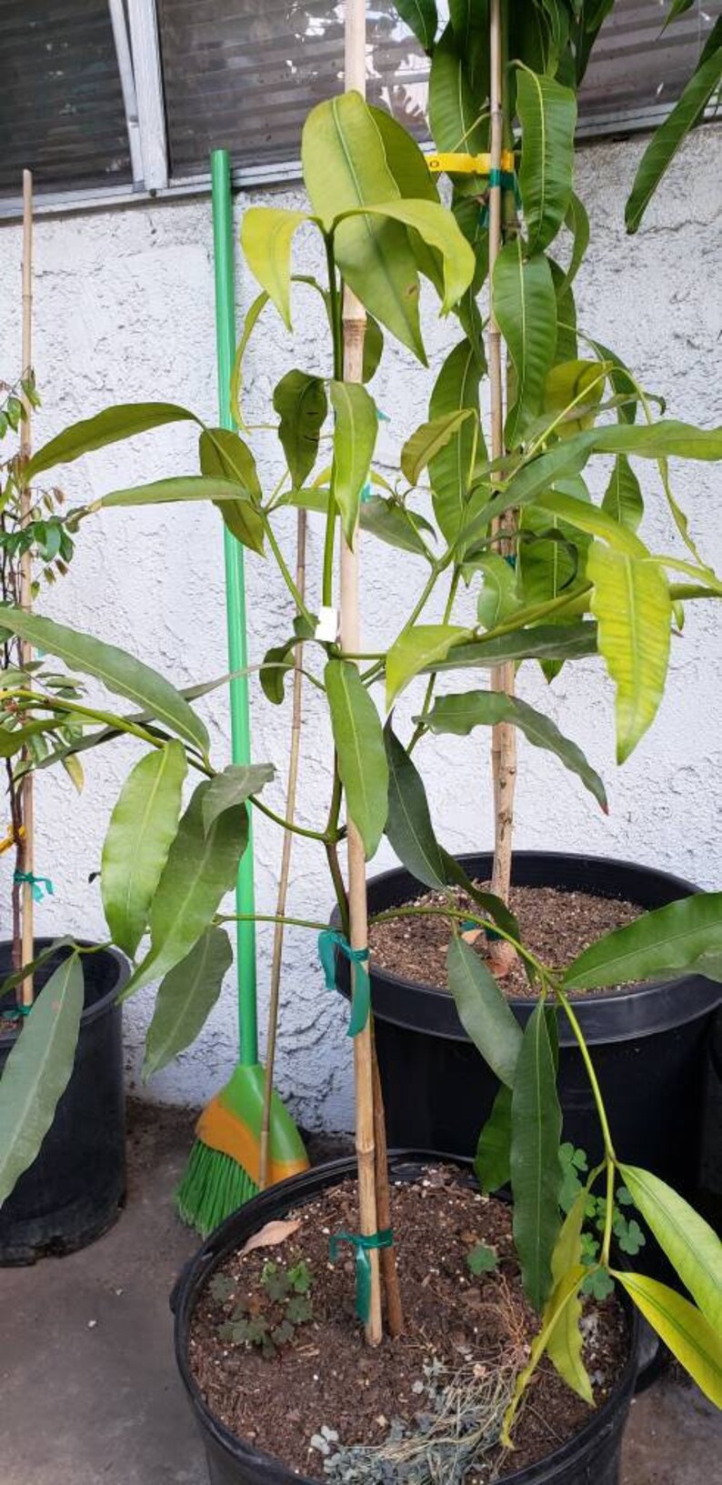 Free shipping achacha fruit tree LIVE PLANT 2 to 3ft tall | Etsy