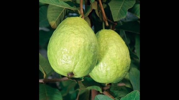Thai white kilo guava psidium guajava Free shipping - 3ft tall Outdoor ...