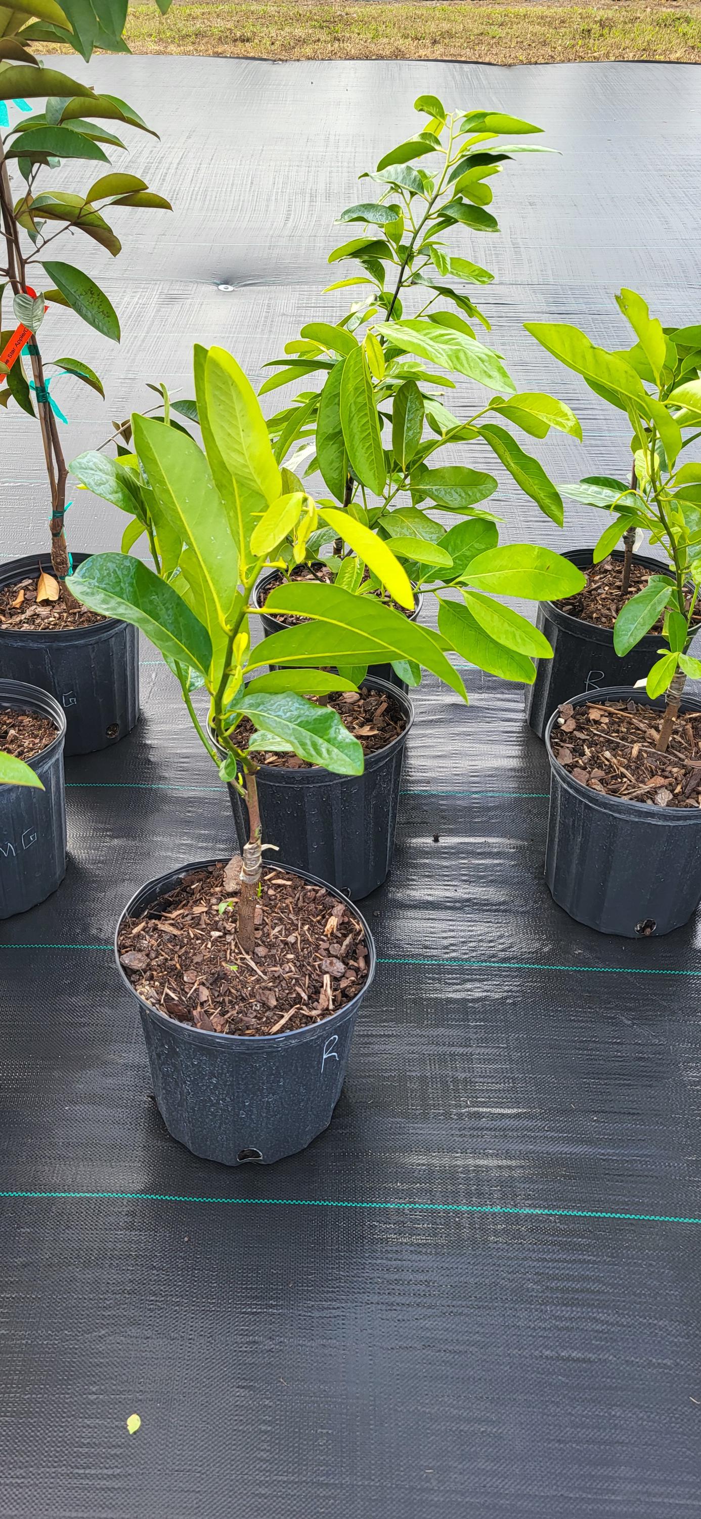 Grafted Black Sapote Tree - 3ft Tall Ship in 3 Gallon Pot - Etsy