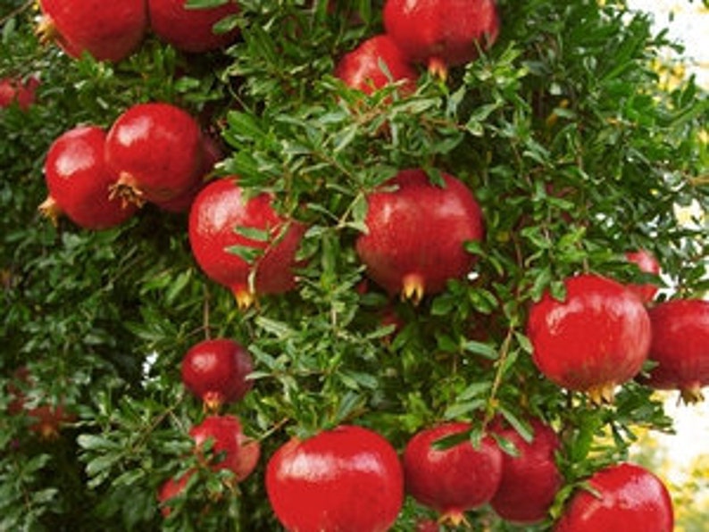 Free Shipping - Wonderful Pomegranate Tree - 3ft Tall Ship in 3 Gallon ...