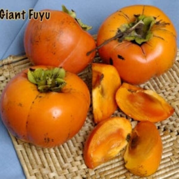 Giant Fuyu Persimmon Tree Etsy