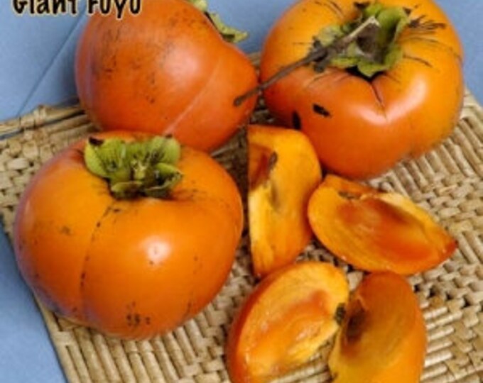 Tall Grafted 'giant Fuyu' Persimmon Tree Fast Fruit Bearing Rare ...
