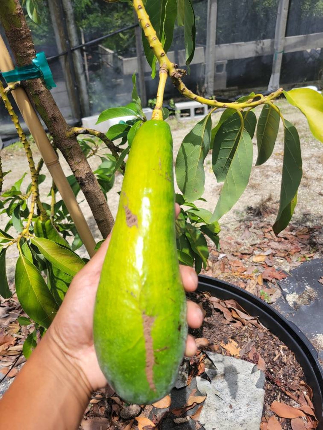 Free Shipping - Grafted Rusell Long Neck Avocado Tree - 2ft Tall Ship ...