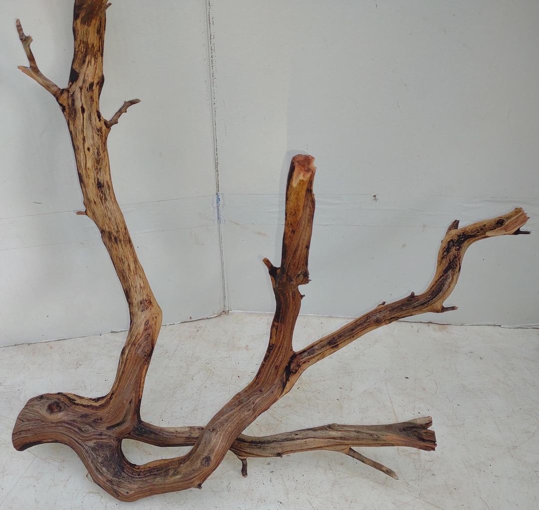 Manzanita Driftwood Aquarium Terrarium Reptile Décor Branch - Etsy