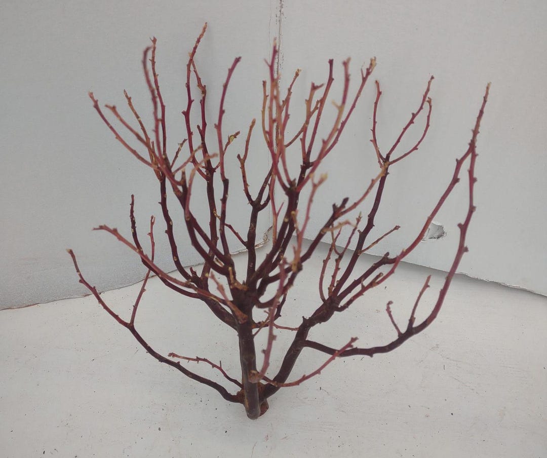 Manzanita Driftwood Aquarium Terrarium Reptile Décor Branch - Etsy
