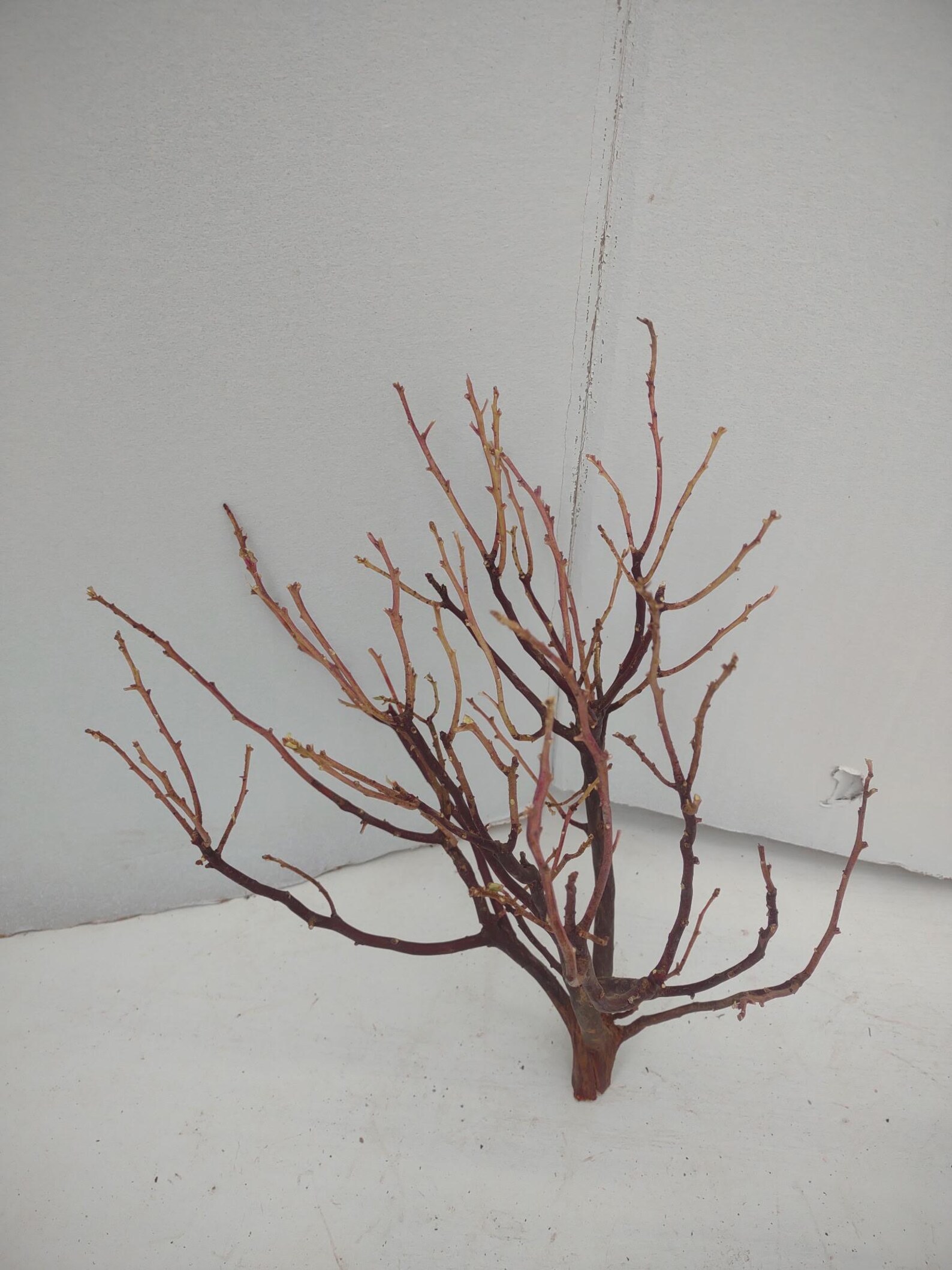 Manzanita Driftwood Aquarium Terrarium Reptile Décor Branch - Etsy