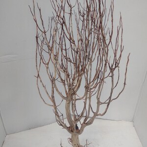 Manzanita Driftwood Aquarium Terrarium Reptile Décor Branch - Etsy