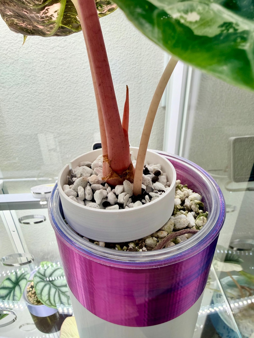 Set of 2 Plant Collar Pot Extender for Alocasia Aroid Houseplants - Etsy