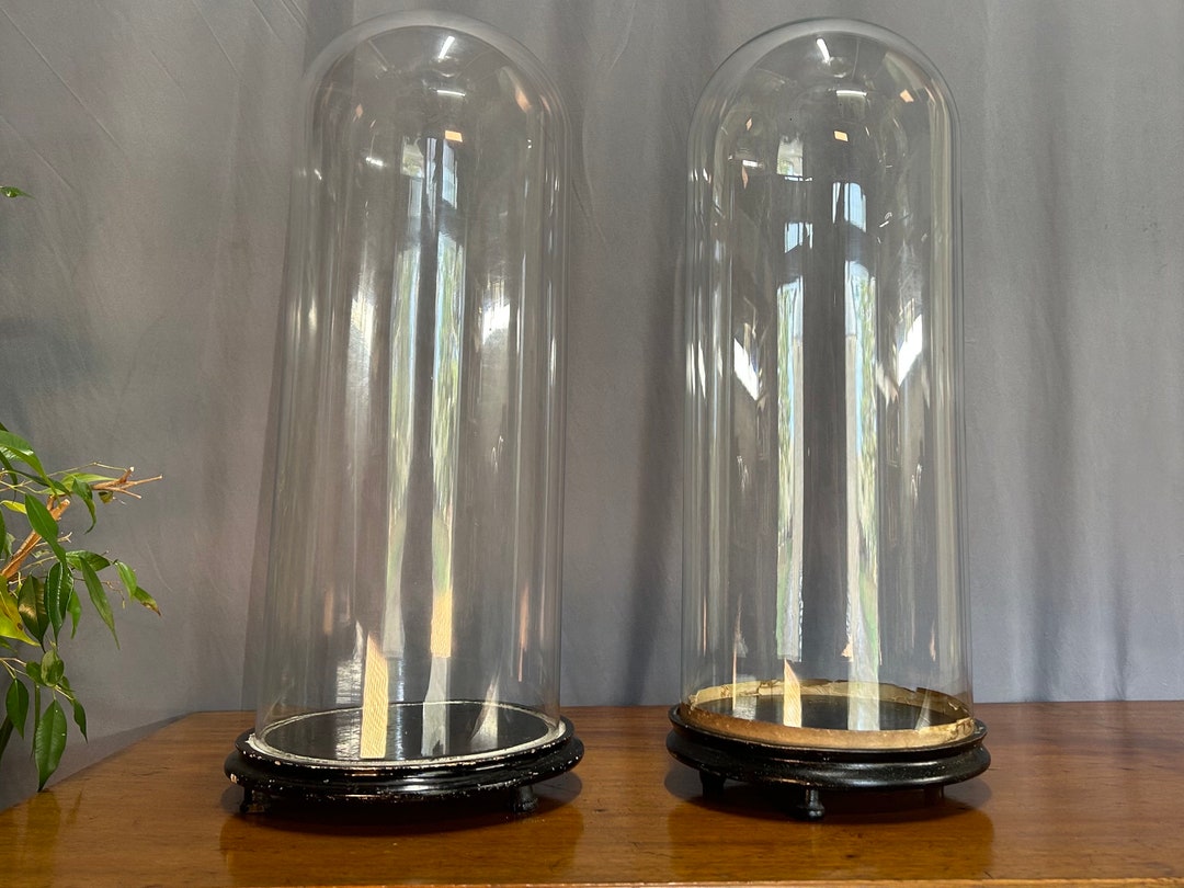 Antique Taxidermy Display Case Domes - Etsy