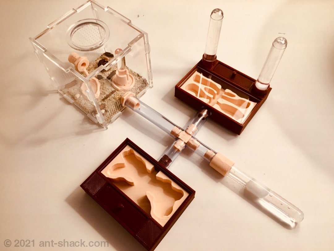 Ant Habitat Kit harvester Ants Premium Ant Nest Formicarium Kit - Etsy