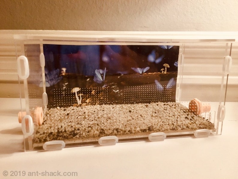 Large Ant Outworld Kit nature Premium Ant Nest - Etsy