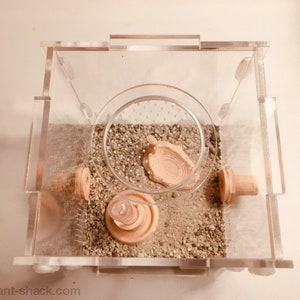 Medium Ant Outworld Kit nature Premium Ant Nest - Etsy