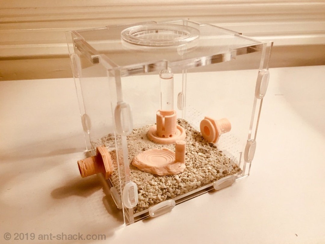 Medium Ant Outworld Kit nature Premium Ant Nest - Etsy