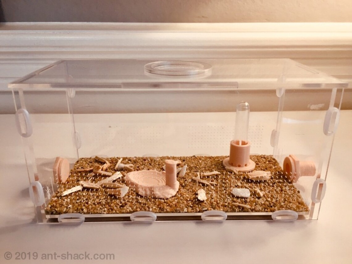 Large Ant Outworld Kit nature Premium Ant Nest - Etsy