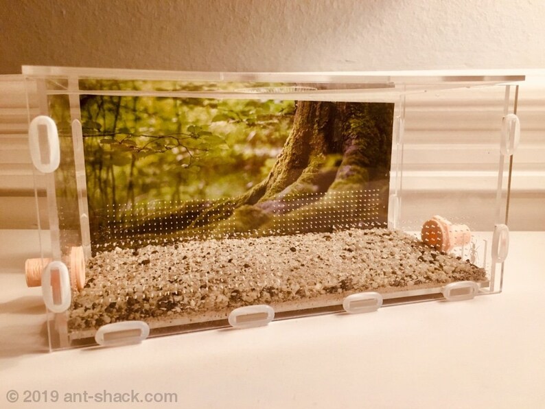 Large Ant Outworld Kit nature Premium Ant Nest - Etsy