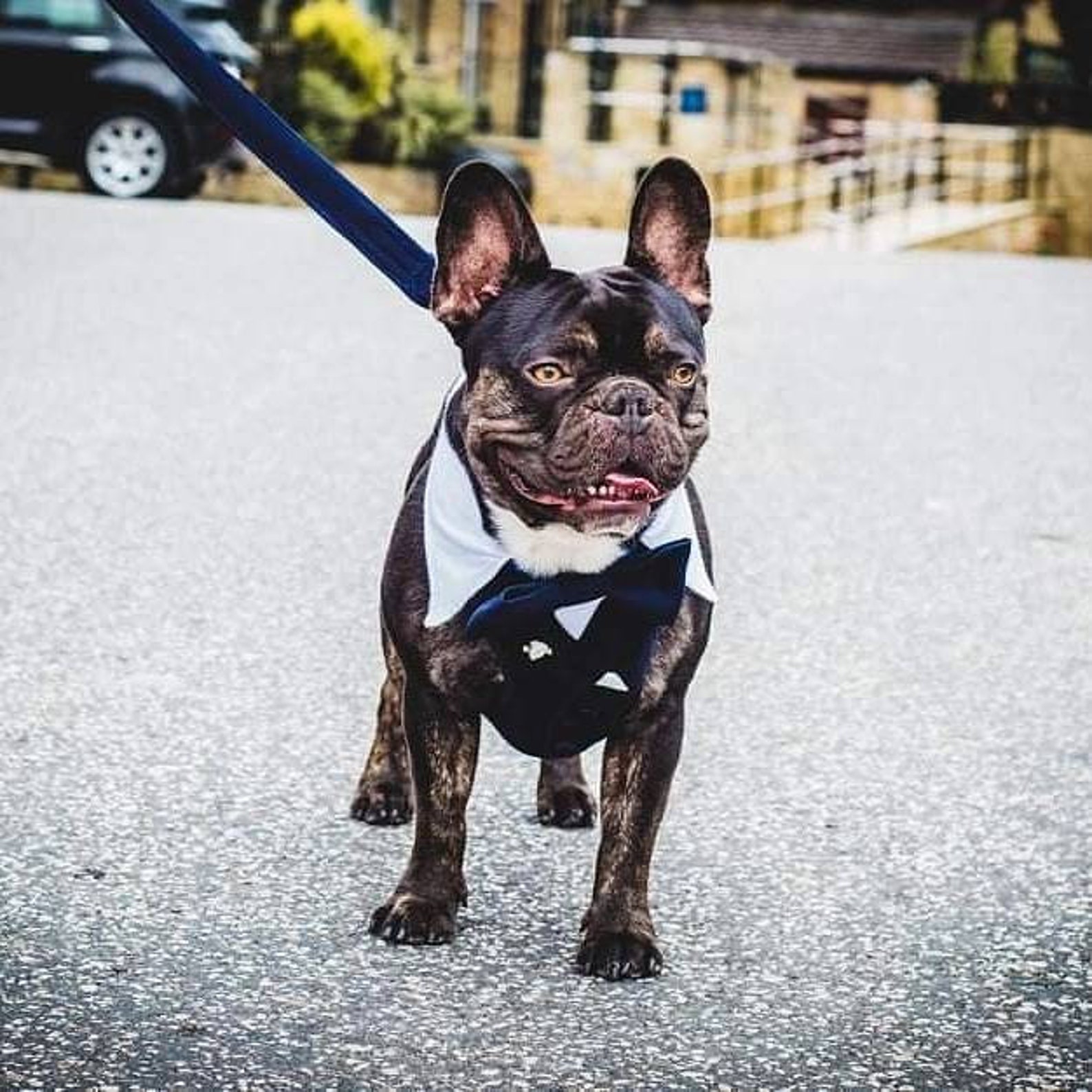 Small Dog Tuxedo/suit Wedding Harness. Dog Suit. Pug/frenchie. - Etsy UK