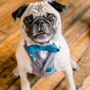 Small Dog Tuxedo/suit Wedding Harness. Dog Suit. Pug/frenchie. Bespoke ...