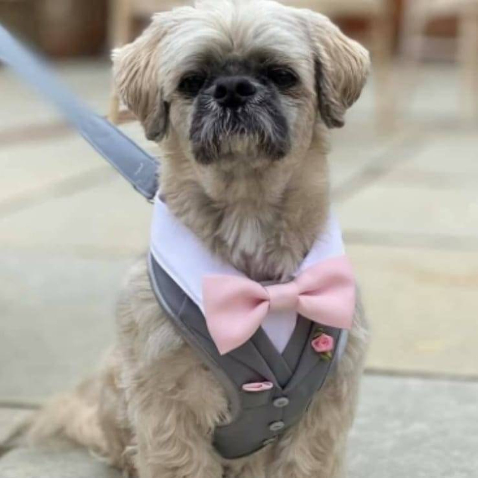 Small Dog Tuxedo/suit Wedding Harness. Dog Suit. Pug/frenchie. - Etsy UK