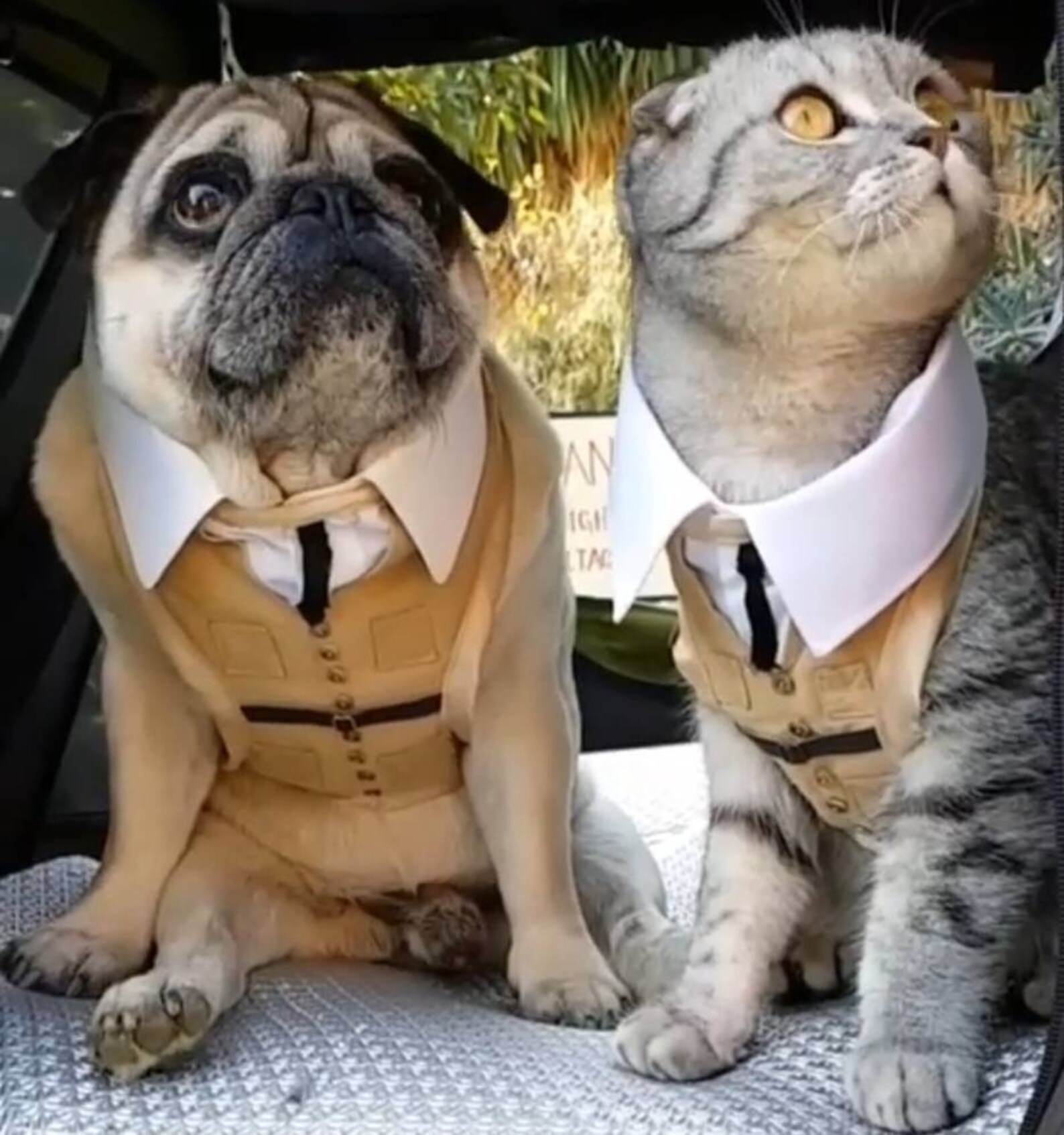 Cat Wedding Harness/suit/tuxedo/dress. Bespoke Pet Couture. - Etsy Hong ...