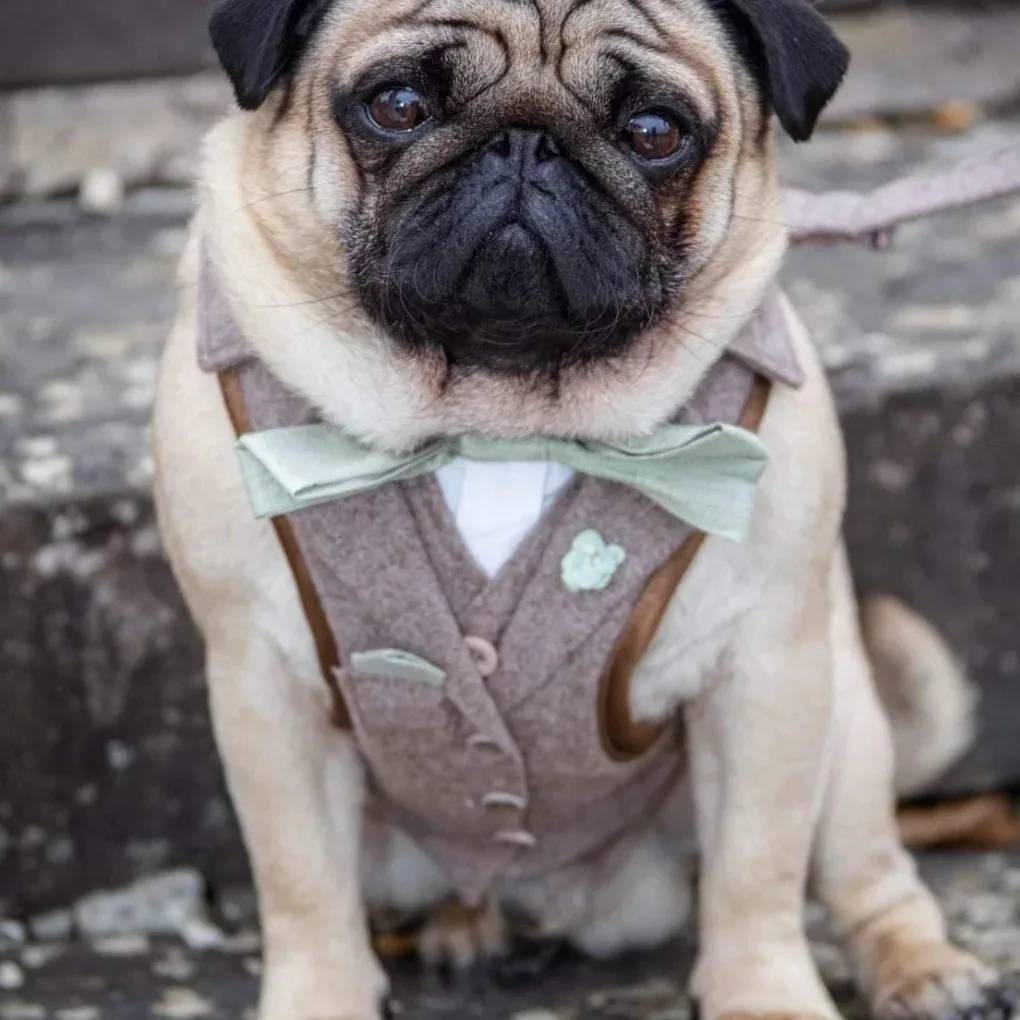 Small Dog Tuxedo/suit Wedding Harness. Dog Suit. Pug/frenchie. - Etsy UK