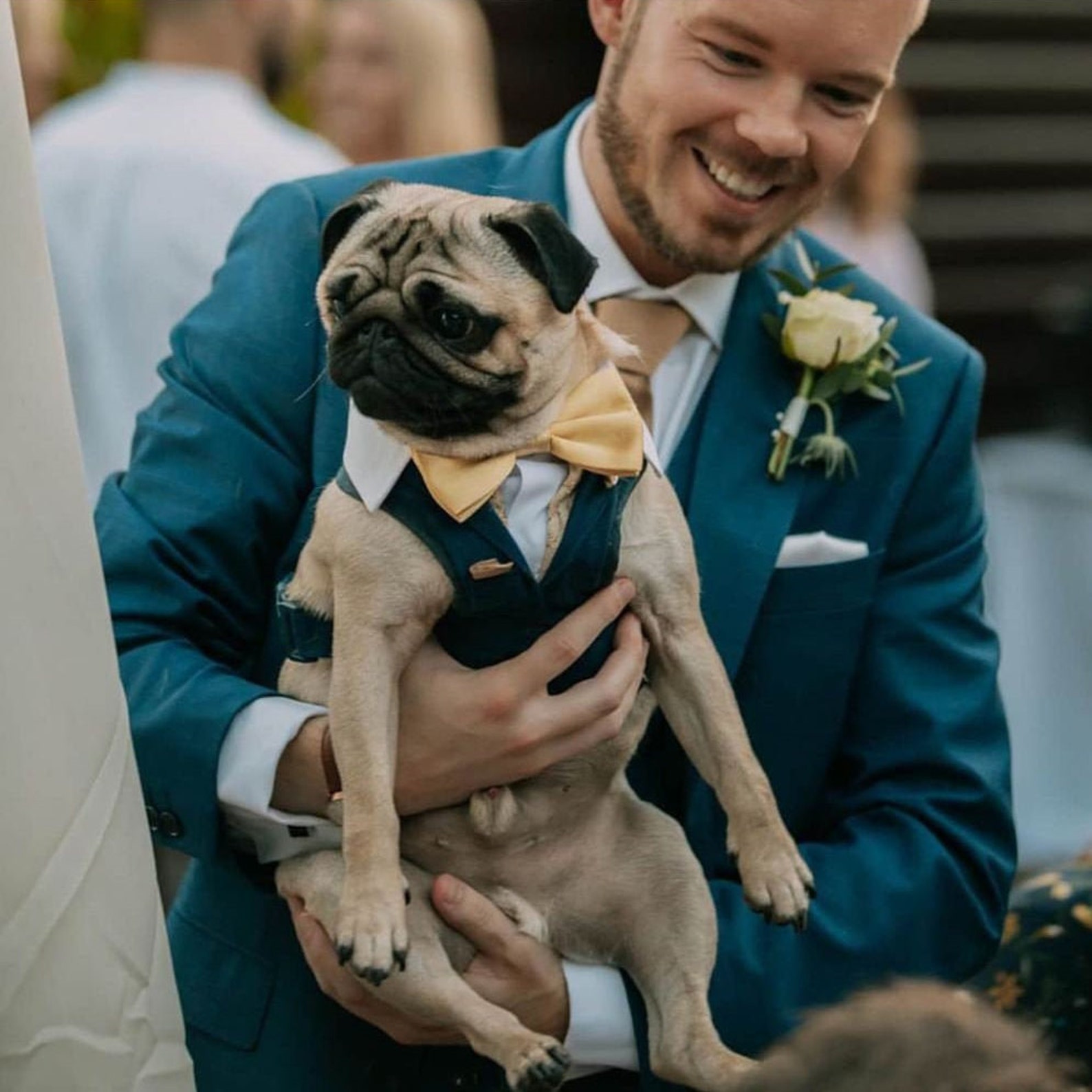 Small Dog Tuxedo/suit Wedding Harness. Dog Suit. Pug/frenchie. - Etsy UK