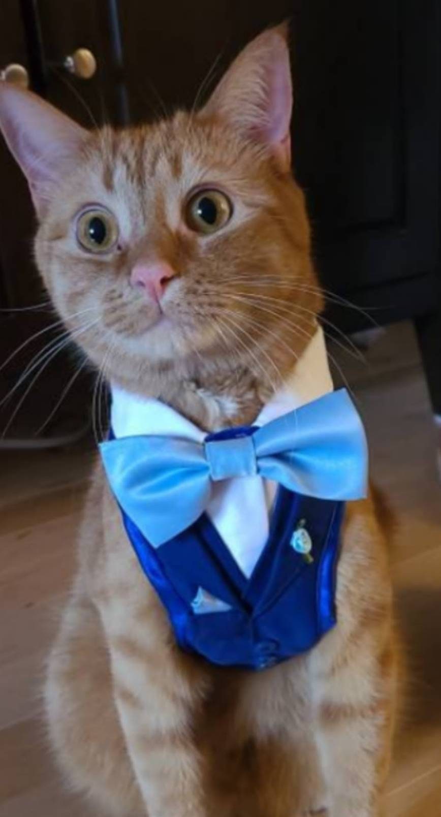 Cat Wedding Harness/suit/tuxedo/dress. Bespoke Pet Couture. - Etsy Hong ...