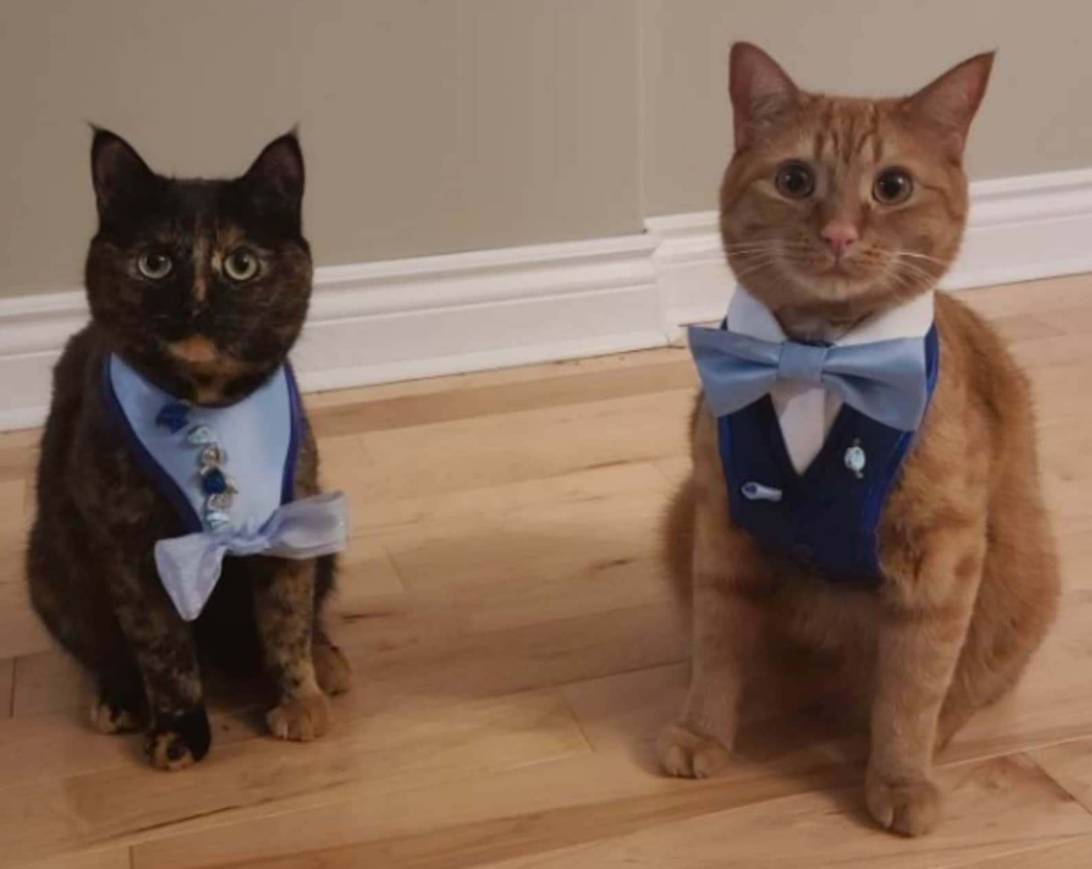 Cat Wedding Harness/suit/tuxedo/dress. Bespoke Pet Couture. - Etsy Hong ...