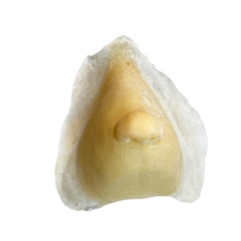 Nose Latex Prosthetic - Etsy UK