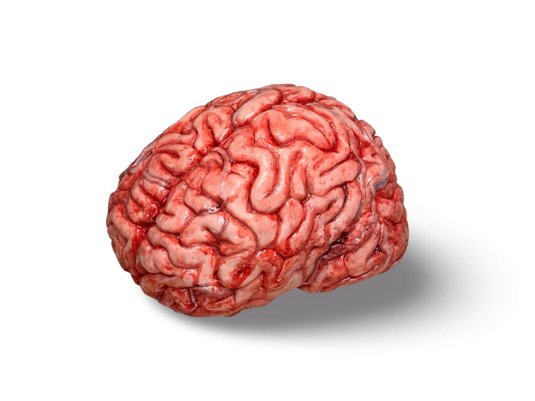 Realistic Human Brain - Anatomical Brain Prop - Silicone Organ - Etsy