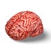 Realistic Human Brain - Anatomical Brain Prop - Silicone Organ - Etsy